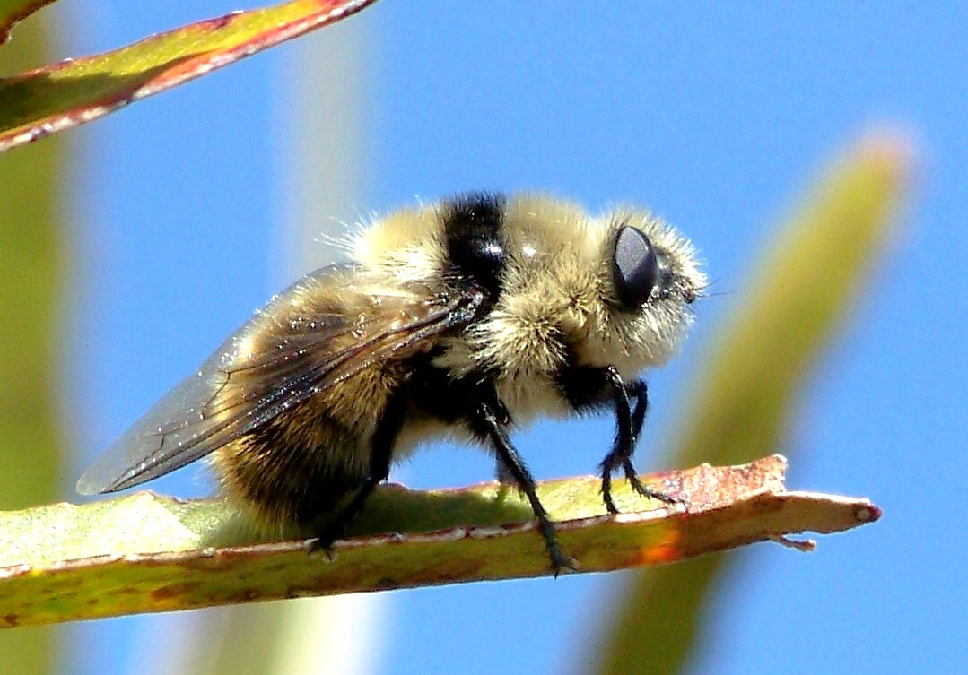 Arizona: Beetles, Bugs, Birds and more: It always pays to watch the ...